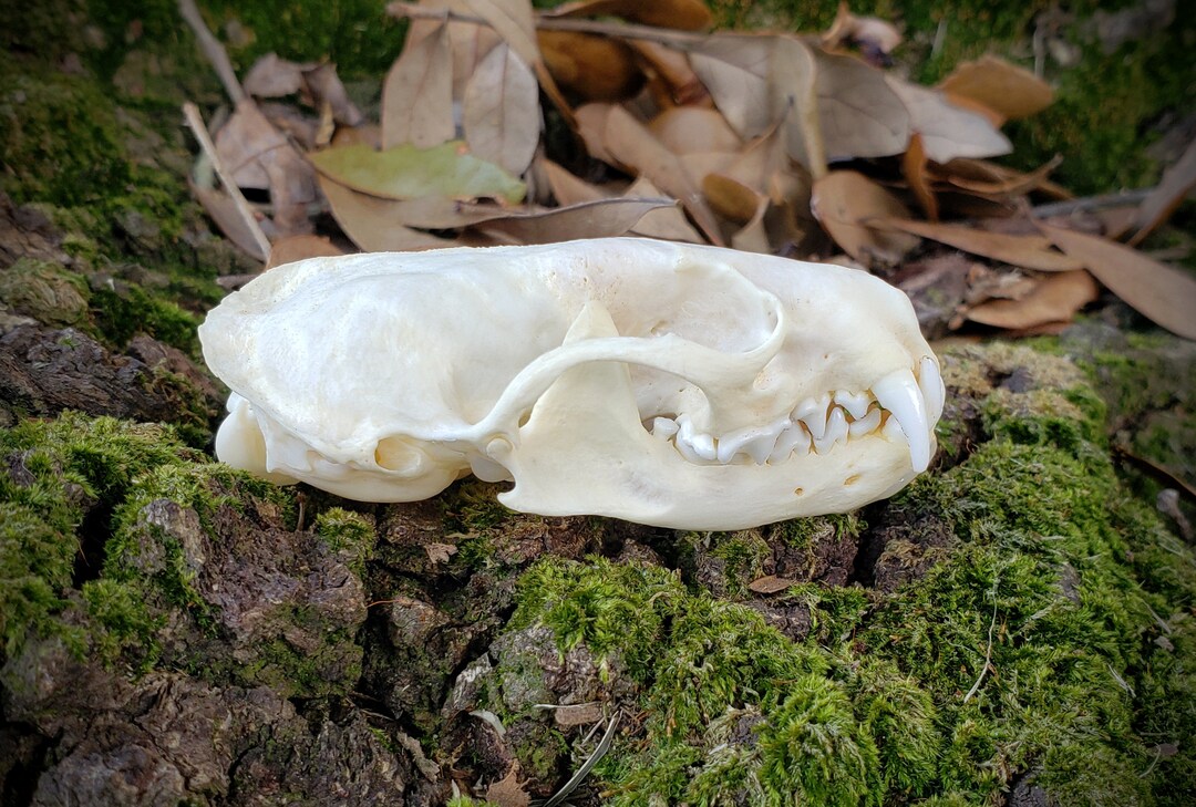 Mink Skull - Real Tooth and Bone - Teeth - Etsy