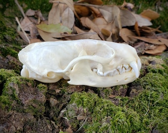 Coyote Skull With Lower Jaw Real Tooth and Bone All Teeth - Etsy