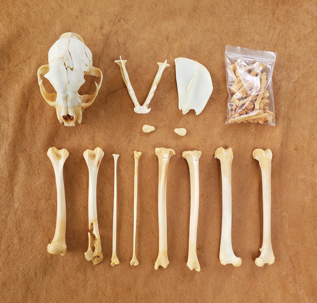 Bobcat Skull and Bones - Skeleton - Crafts - Etsy