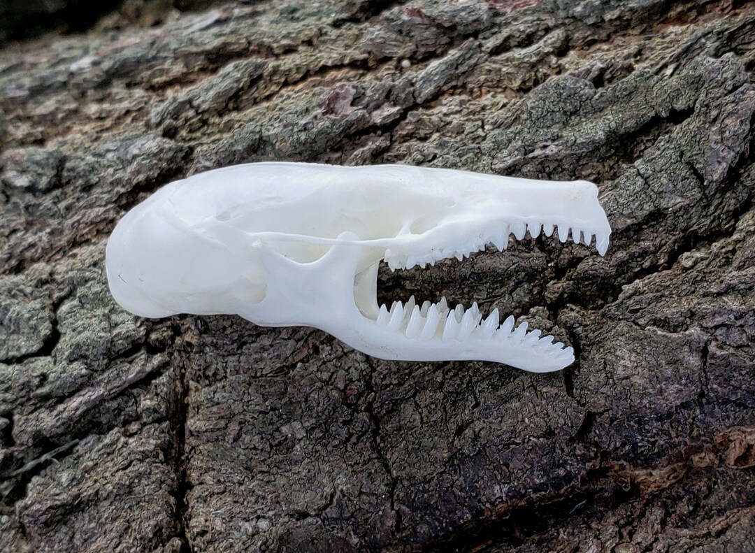 Mole Skull Real Tooth and Bone Teeth - Etsy