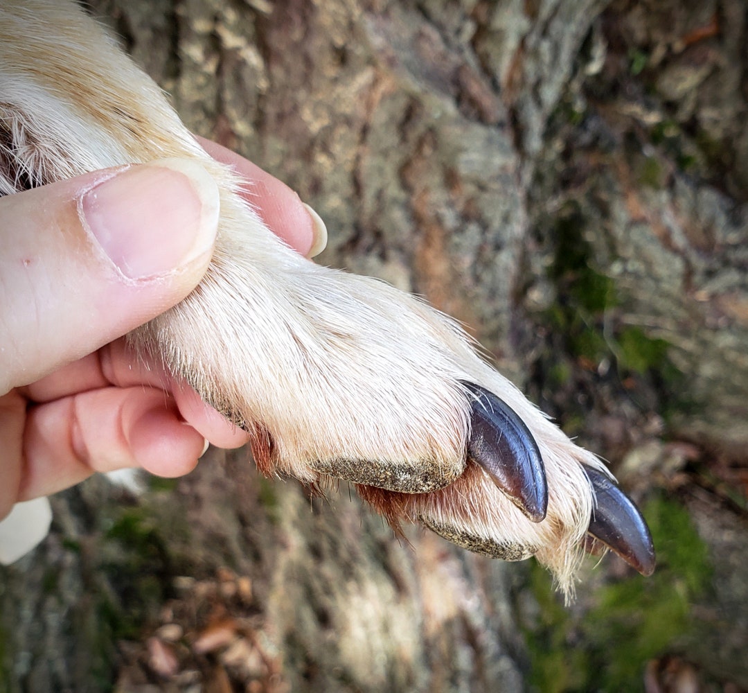 Coywolf Paw With Claws Real Tanned Foot Hybrid Not Coyote or Wolf Claw ...