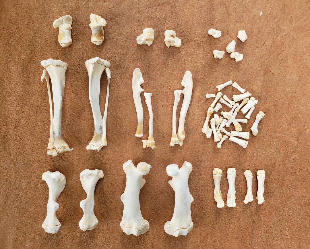 Beaver Bones - Skeleton - Crafts - Etsy