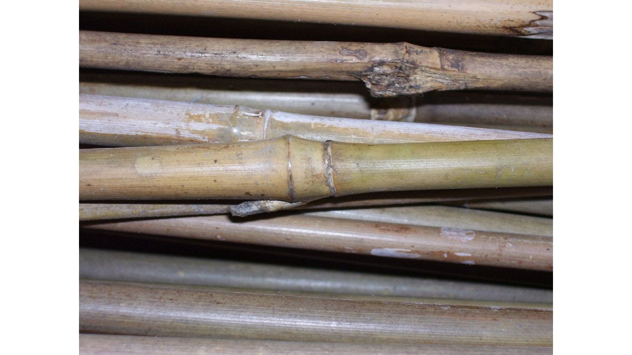 Tonkin Cane Arrow Shafts (12 Count) - Etsy