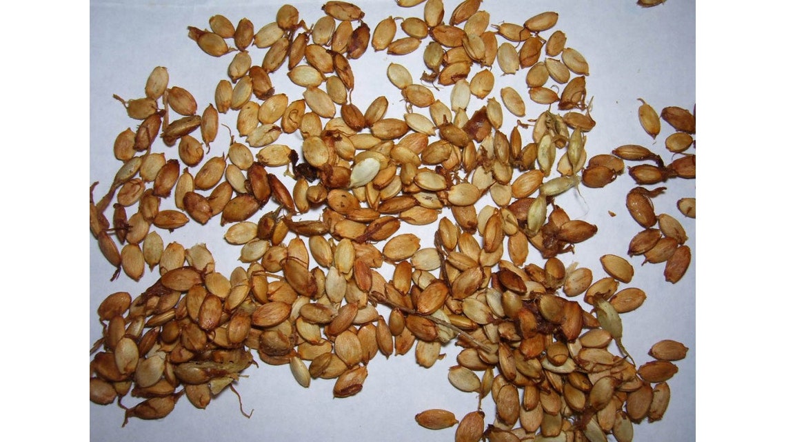 Osage Orange Seeds 10 Count, Osage Seeds, - Etsy