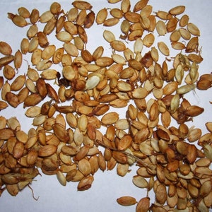 Osage Orange Seeds 10 Count, Osage Seeds, - Etsy