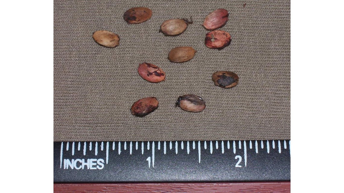 Osage Orange Seeds 10 Count, Osage Seeds, - Etsy