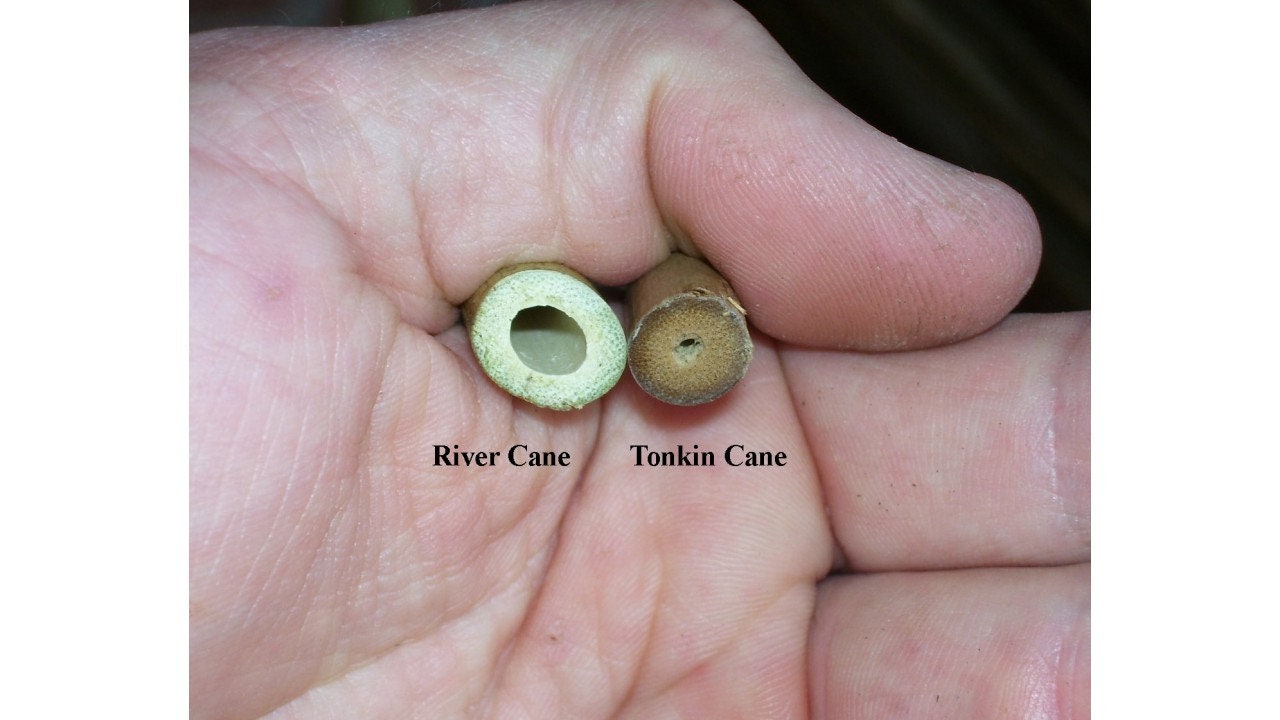 Tonkin Cane Arrow Shafts (12 Count) - Etsy