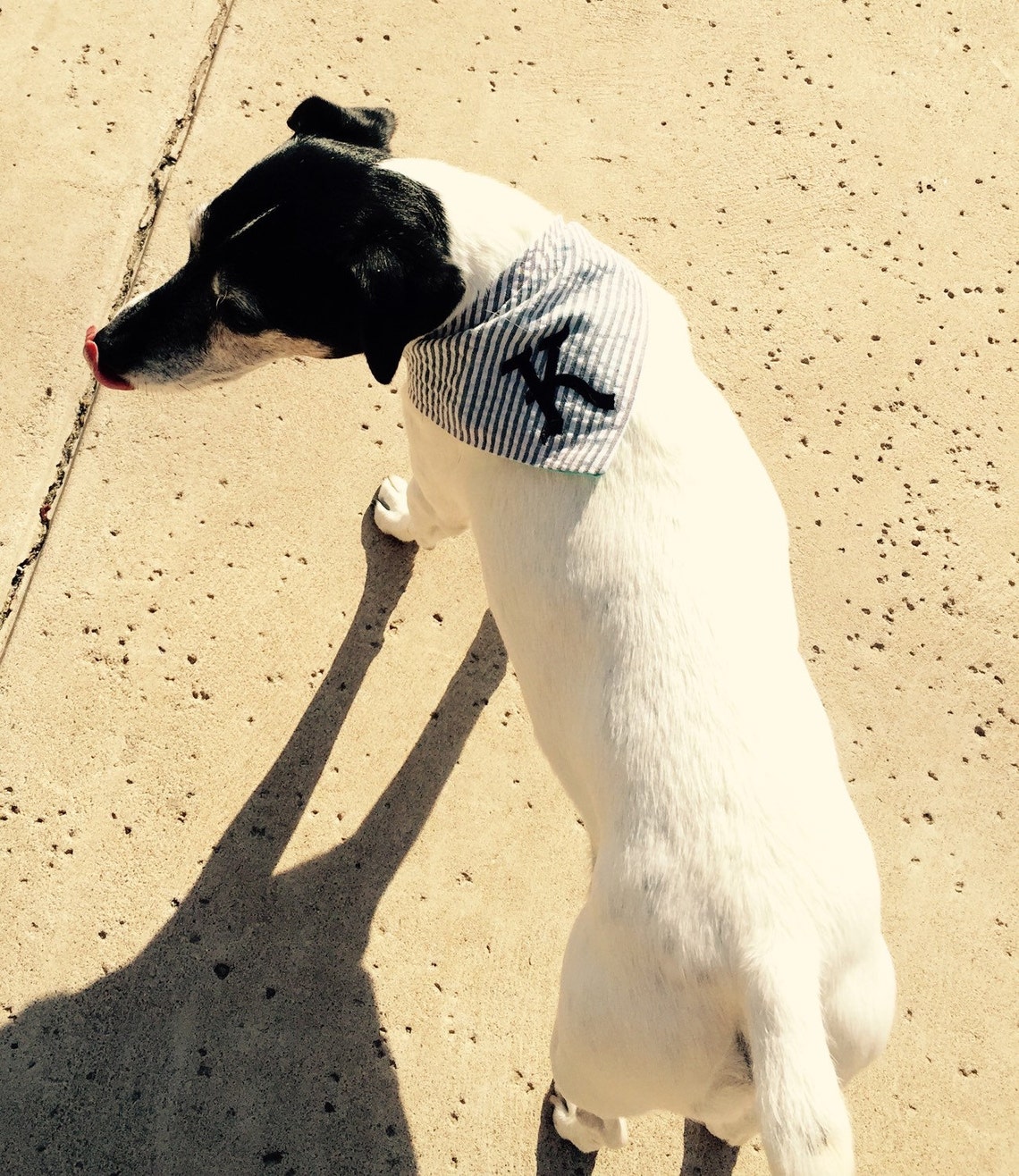 The Kato Dog Bandana | Etsy