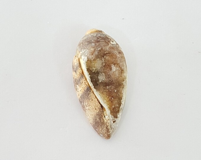 Crystallized Fossil Shell - Etsy