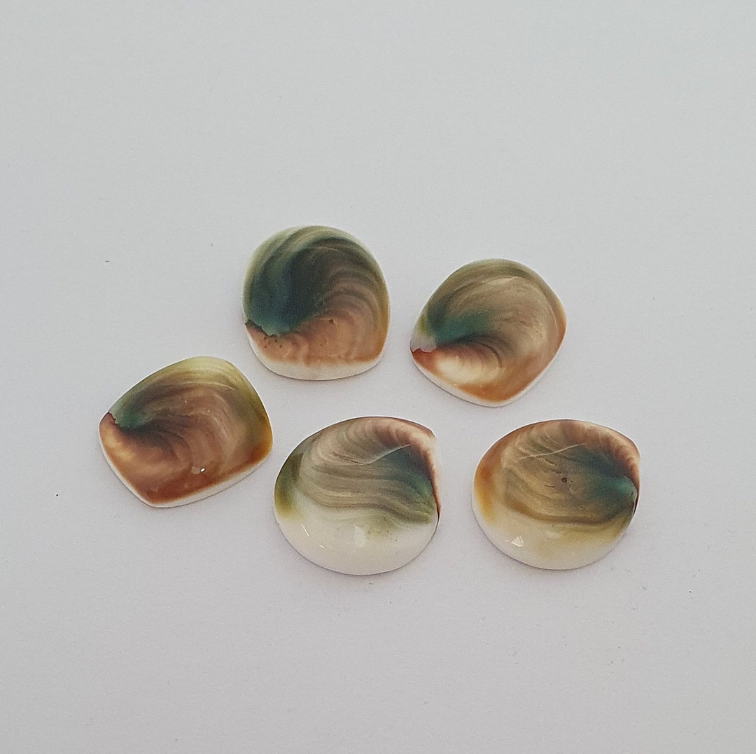 5 Pcs Lot of Shiva Eye Fossil Shell Cabochon Small Vug on Sufface - Etsy