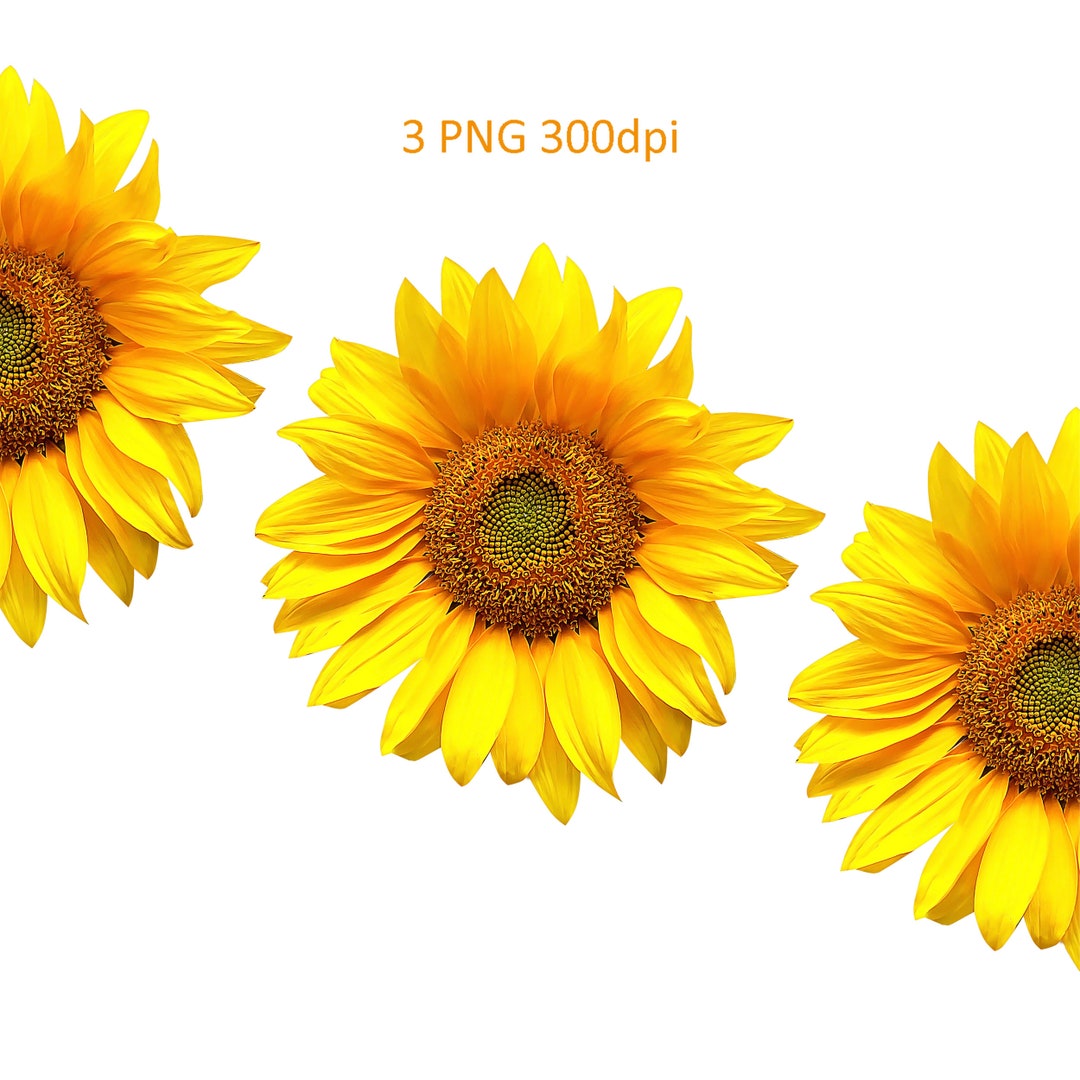 Sunflower PNG, Half Sunflower, Transparent Background Sunflower ...