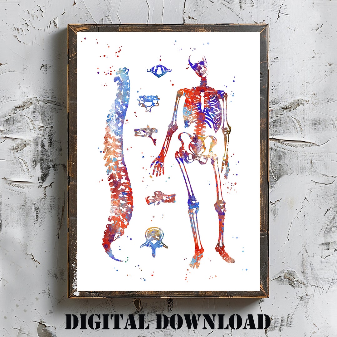 Human Anatomy Bones Watercolor Print Visual Bone Diagram Spine Cervical Thoracic Lumbar Coccyx ...