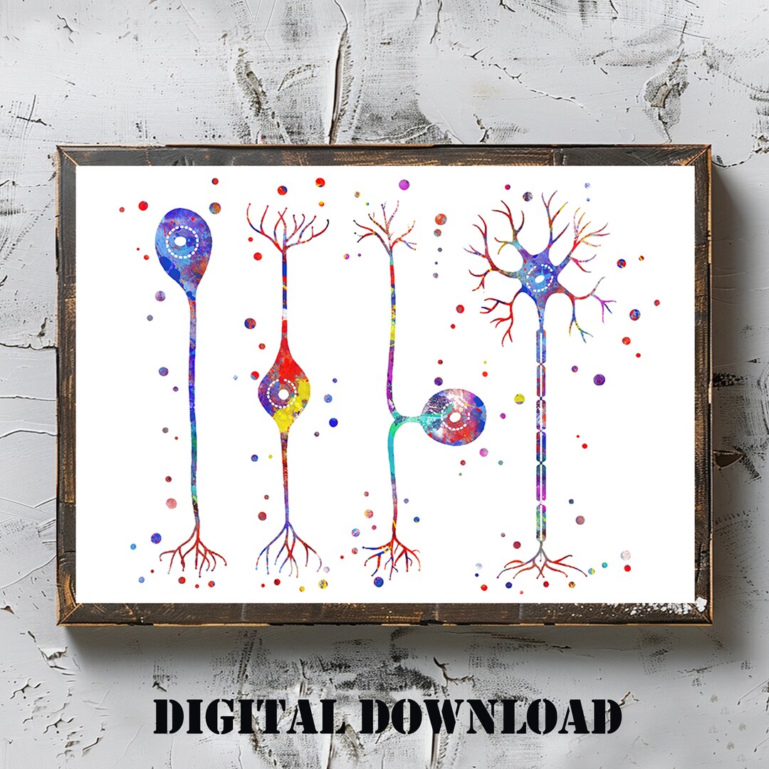 Four Types of Neurons Watercolor Print Medical Art Nerve Impulse ...