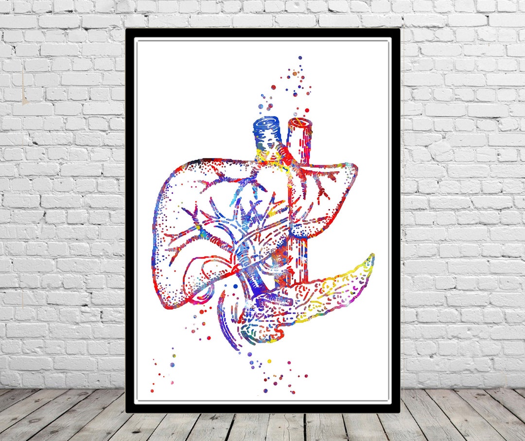 Liver, Human Organs, Liver Art, Liver Anatomy, Human Liver Anatomy ...