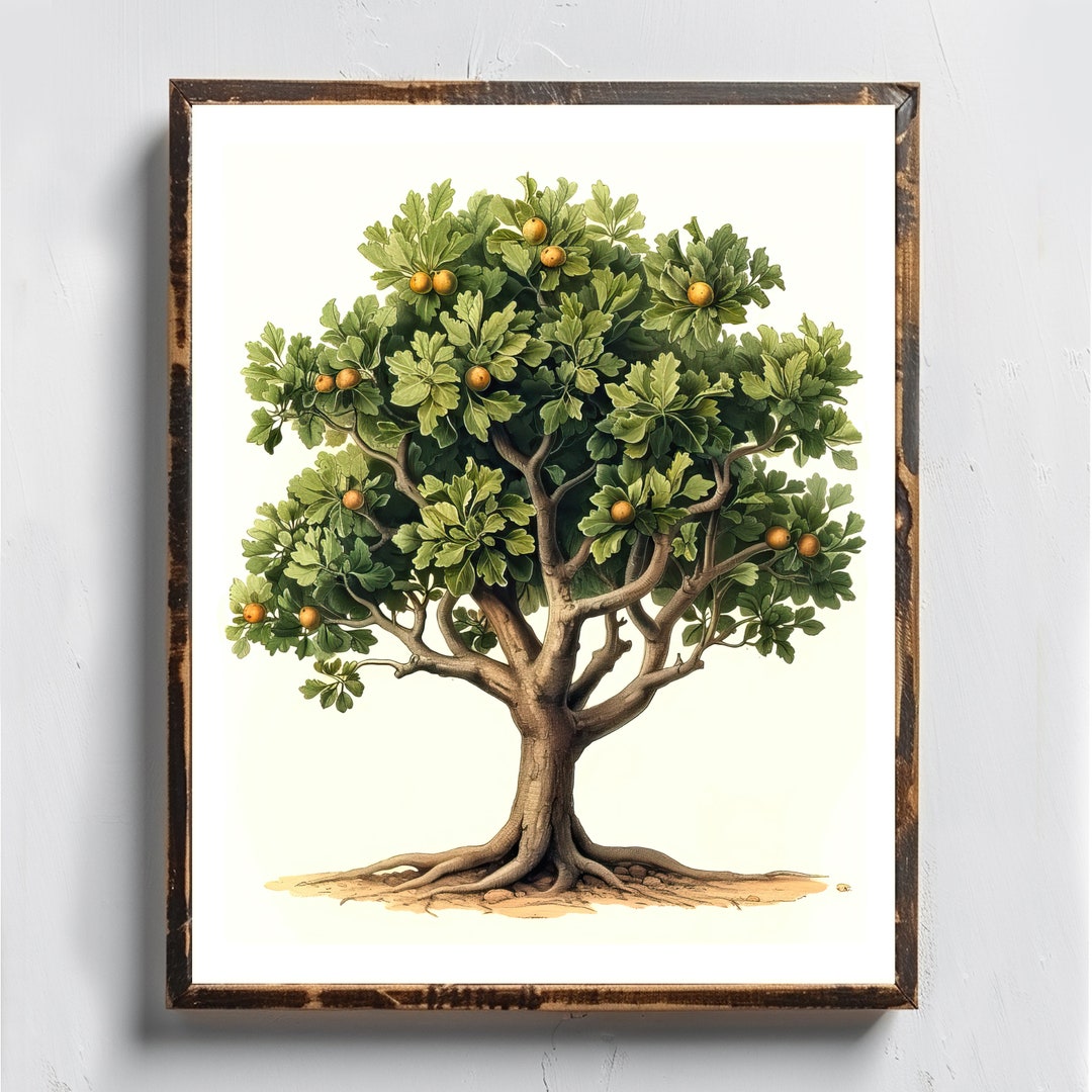 Vintage Fig Tree Drawing Antique Tree Illustration Old Drawing Print ...