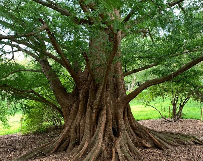 Dawn Redwood Live Plant 2-3' Tall - 2 Gallon Size. Fast Growing ...