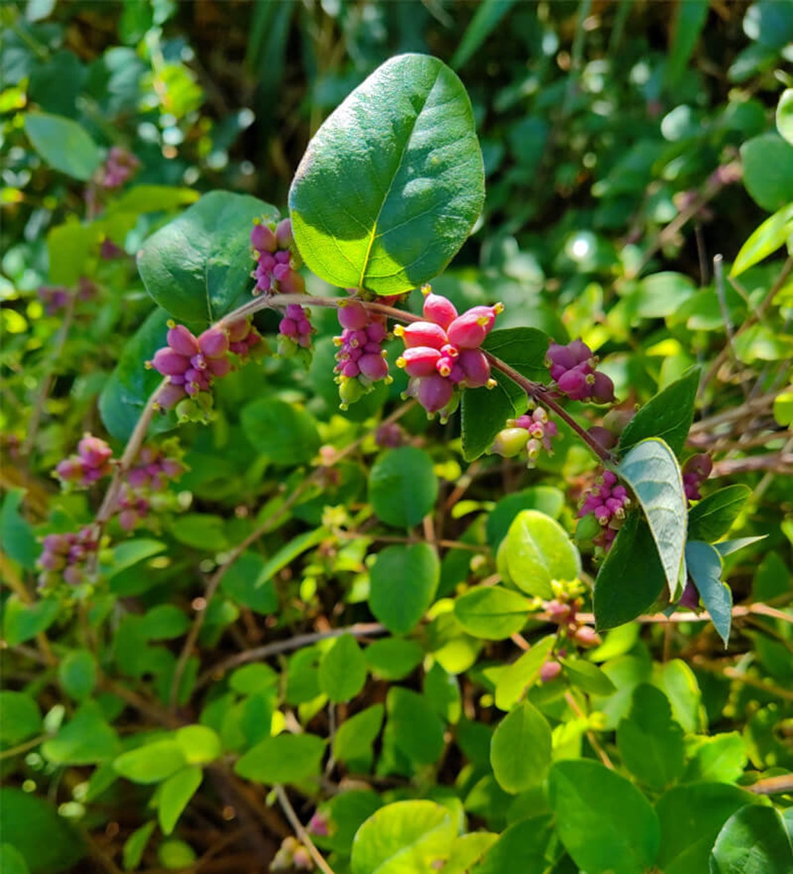 Coral Berry Shrub - Live Plant 12 to 14 Inches Tall. Bright Coral ...