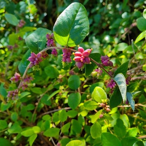 Coral Berry Shrub - Live Plant 12 to 14 Inches Tall. Bright Coral ...