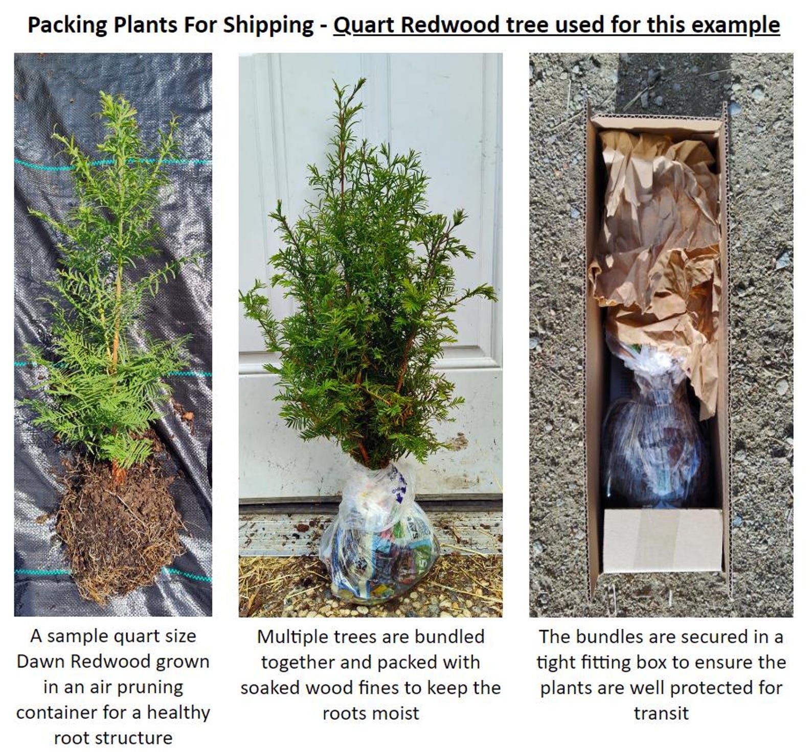 Port Orford Cedar Lawson Cypress Live Tree 1 Gallon 20-26" Tall ...