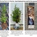 Port Orford Cedar Lawson Cypress Live Tree 1 Gallon 20-26" Tall ...