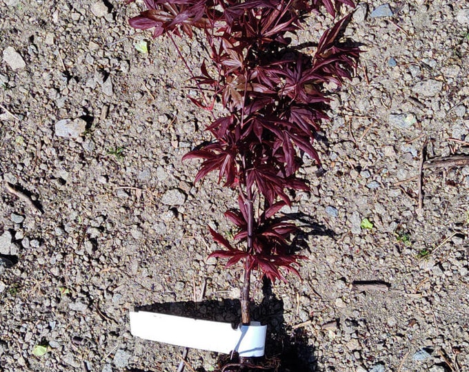 Red Japanese Maple Live Tree Seedling - Deep Red Spring and Fall Leaves ...