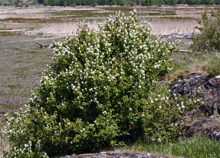 Western Serviceberry / Saskatoon Berry 2-3' Live Plant - Western Native ...