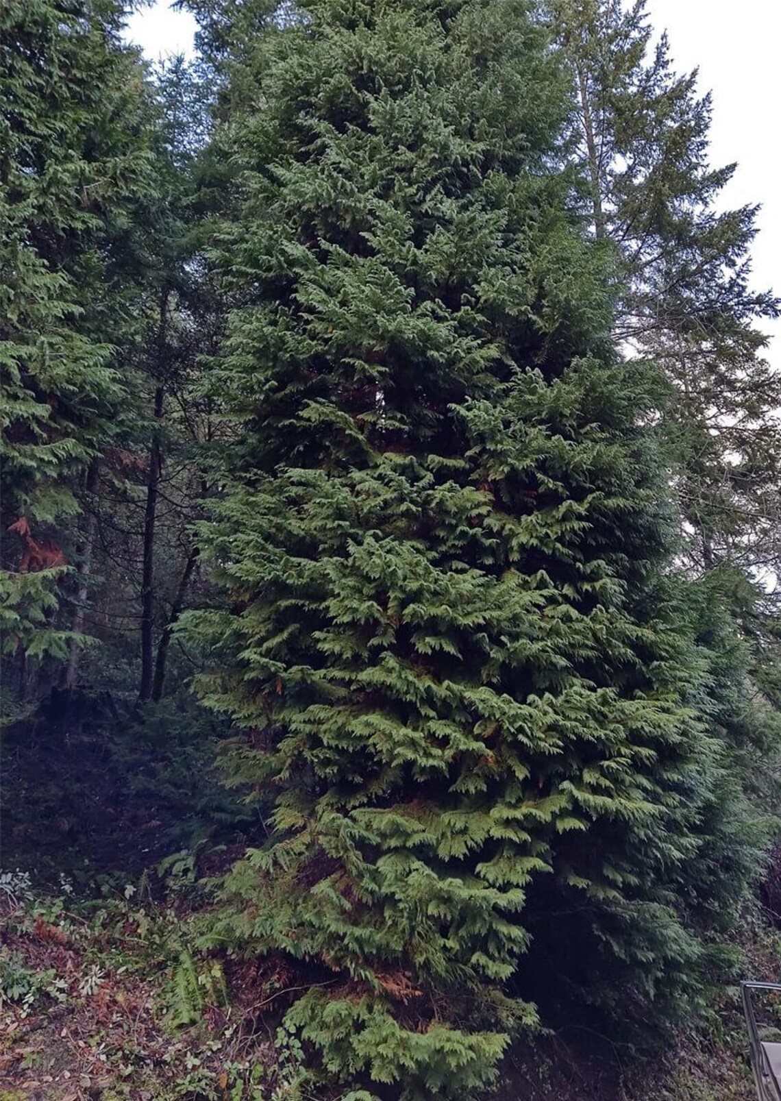 Port Orford Cedar Lawson Cypress Live Tree 1 Gallon 20-26" Tall ...