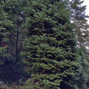 Port Orford Cedar Lawson Cypress Live Tree 1 Gallon 20-26" Tall ...