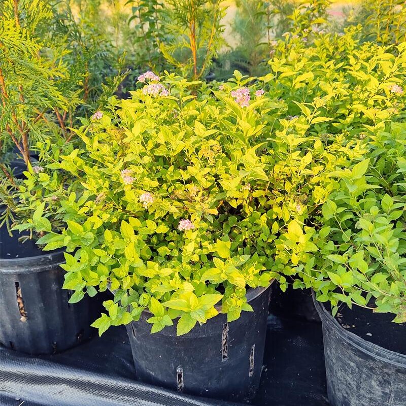 Gold Mound Spirea - Etsy