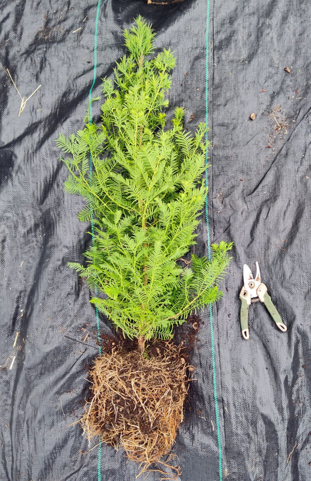 Dawn Redwood Live 3 Gallon Plant 3 Year Old Tree Metasequoia ...
