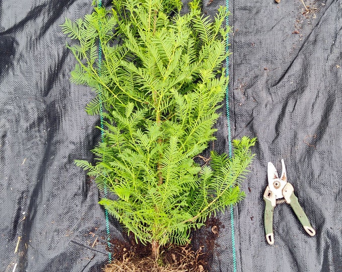 Dawn Redwood - Live 3 Gallon Plant - 3 Year Old Tree Metasequoia ...