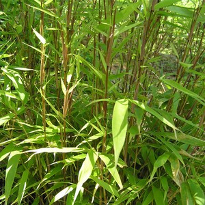 Fargesia Rufa - Umbrella Clumping Bamboo in 1 Gallon Container ...