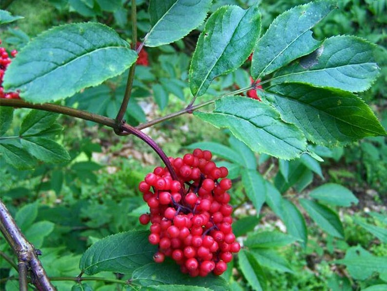 Red Elderberry Live Plant - Fast Growing Native Shrub With Summer ...