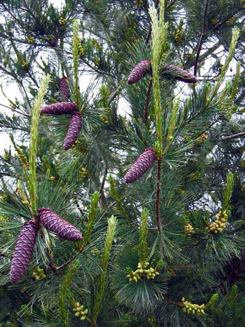 Pinus Monticola - Western White Pine Quart - Live Plant - Evergreen ...