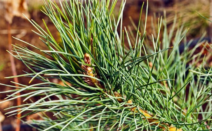 Pinus Monticola - Western White Pine Quart - Live Plant - Evergreen ...