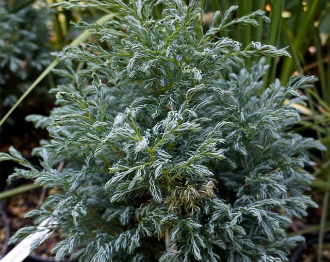 Icy Blue Cypress 4" Live Plant - Dense Silver-blue Foliage That Holds ...