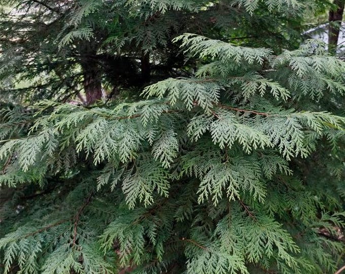 Port Orford Cedar Lawson Cypress Live Tree 1 Gallon 20-26" Tall ...