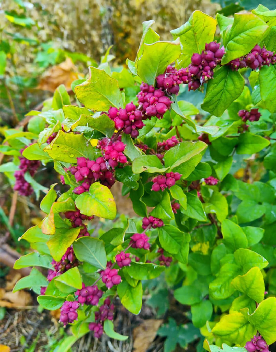 Coral Berry Shrub - Live Plant 12 to 14 Inches Tall. Bright Coral ...