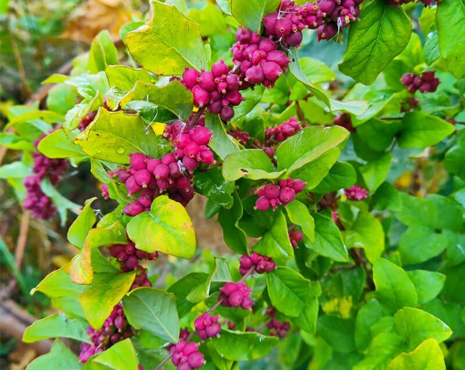 Coral Berry Shrub - Live Plant 12 to 14 Inches Tall. Bright Coral ...