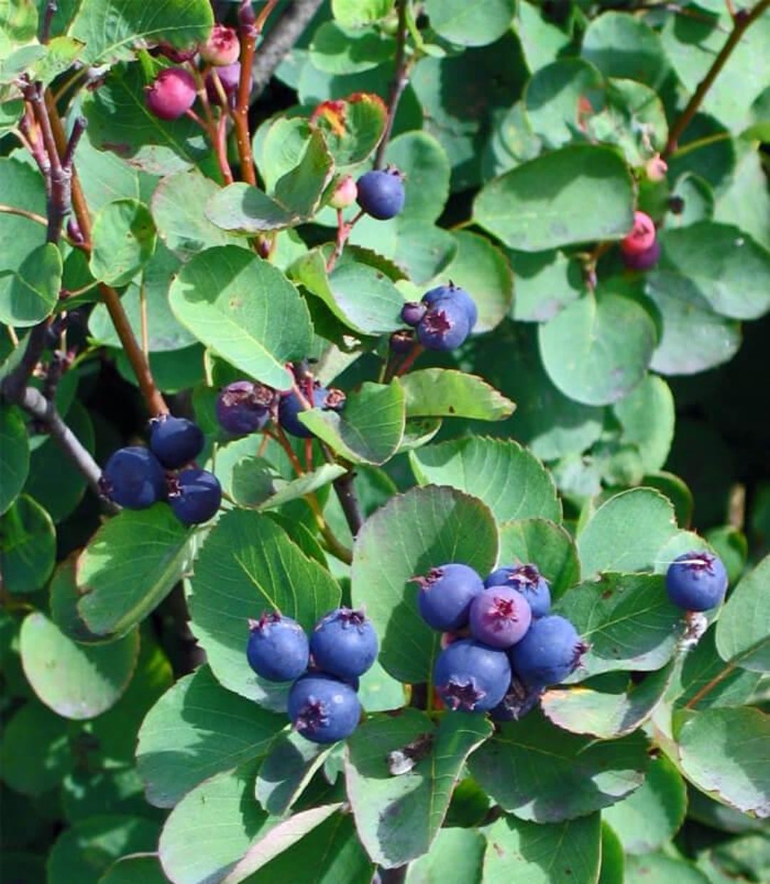 Western Serviceberry / Saskatoon Berry 1 Gallon Live Plant - Western ...
