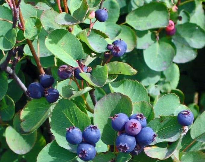 Western Serviceberry / Saskatoon Berry 2-3' Live Plant - Western Native ...