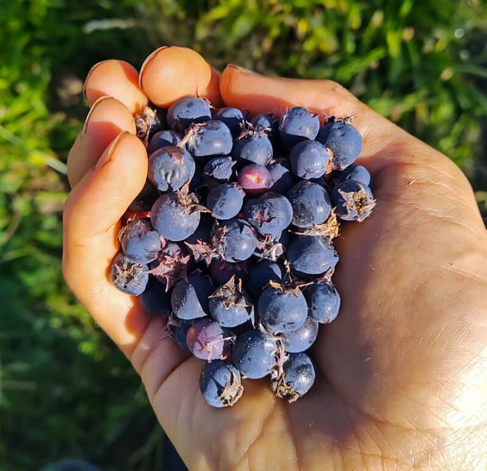 Western Serviceberry / Saskatoon Berry 2-3' Live Plant - Western Native ...