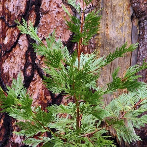 Incense Cedar Live Tree Seedling - Western Native Evergreen Great for ...