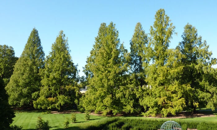 Dawn Redwood Live Plant 2-3' Tall - 2 Gallon Size. Fast Growing ...
