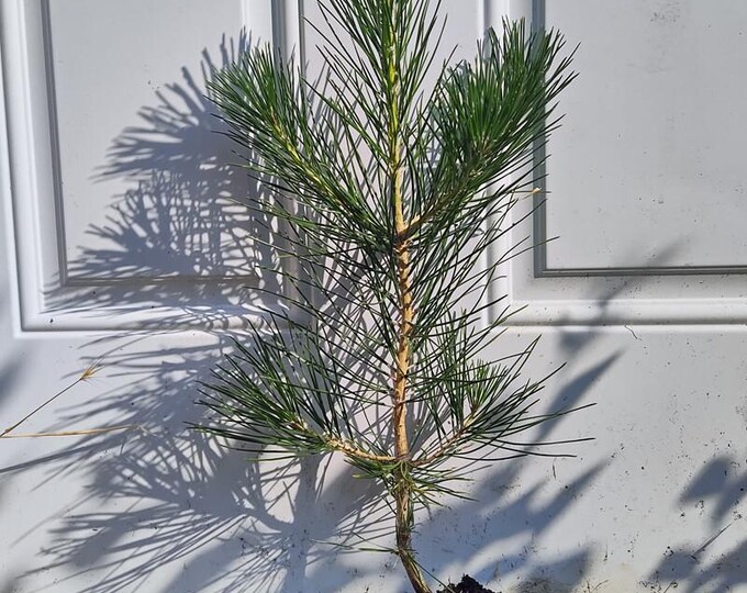 Japanese Black Pine Live Tree Seedling 14-16" Tall - Pinus Thunbergii ...