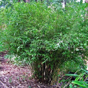 Fargesia Rufa - Umbrella Clumping Bamboo in 1 Gallon Container ...