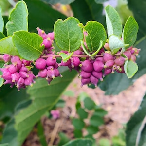 Coral Berry Shrub - Live Plant 12 to 14 Inches Tall. Bright Coral ...