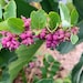 Coral Berry Shrub - Live Plant 12 to 14 Inches Tall. Bright Coral ...
