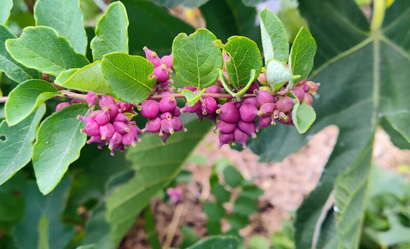 Coral Berry Shrub - Live Plant 12 to 14 Inches Tall. Bright Coral ...