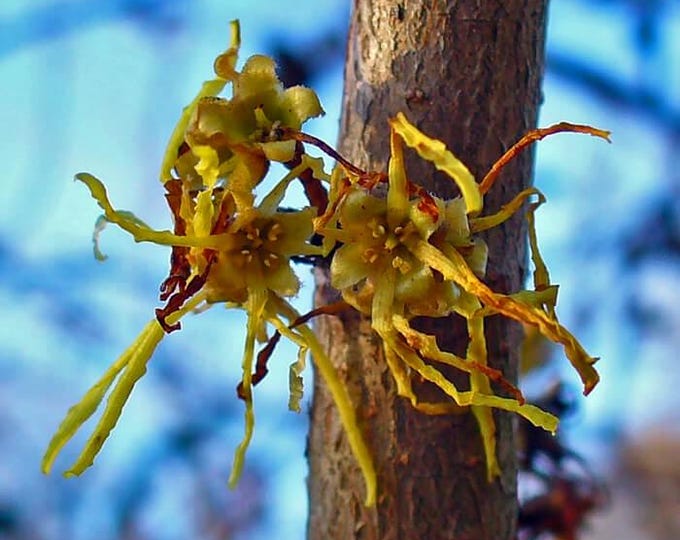 American Witch Hazel 1 Gallon Live Plant - Winter Flowers for ...